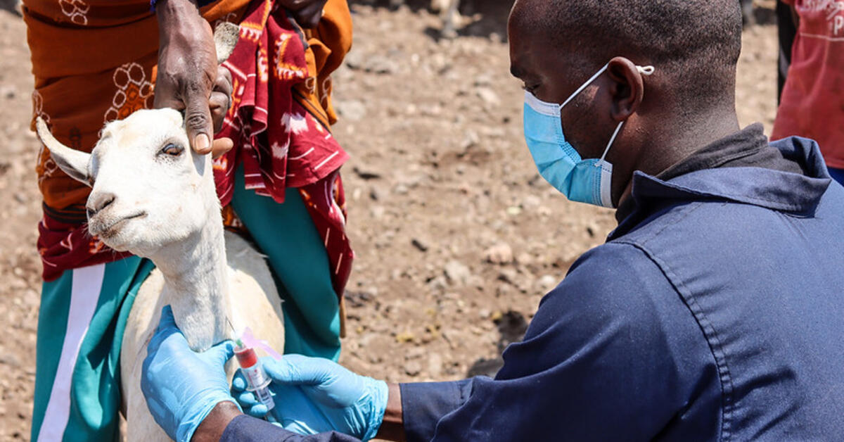 Burundi steps up surveillance and response efforts to control Rift ...