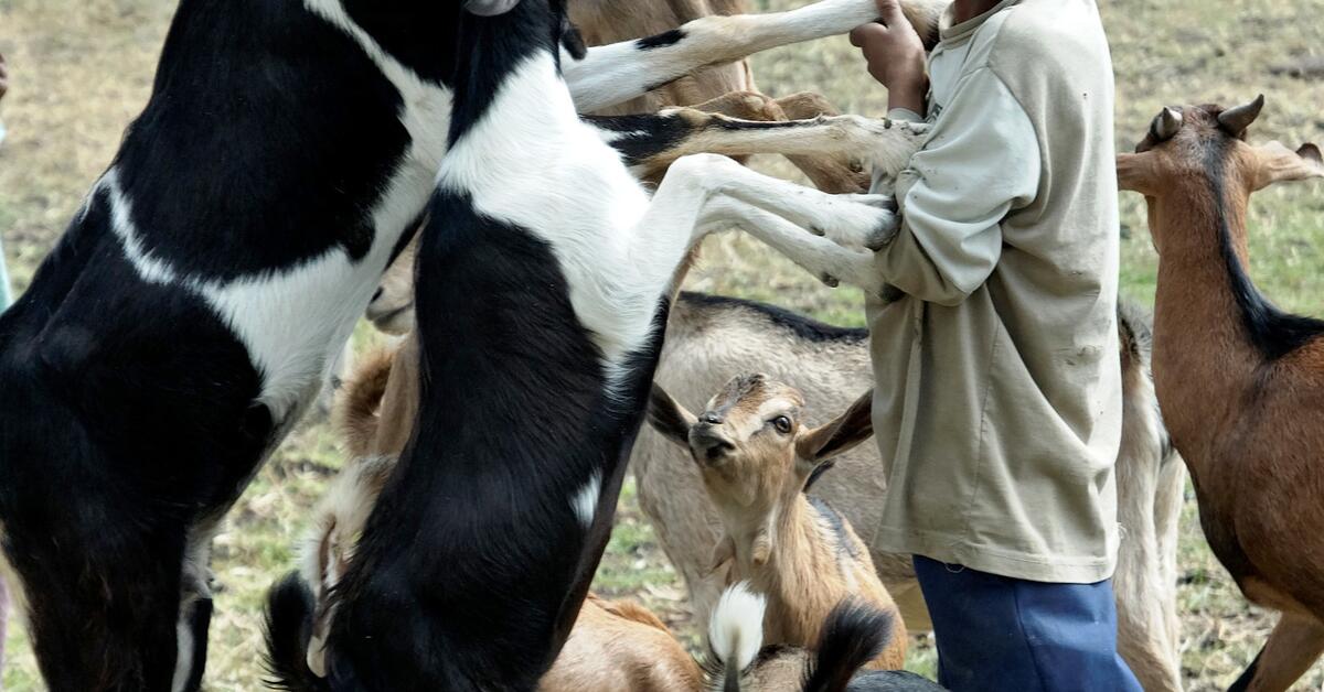 Animal health experts on the ‘goat plague’ known as PPR chart ways ...