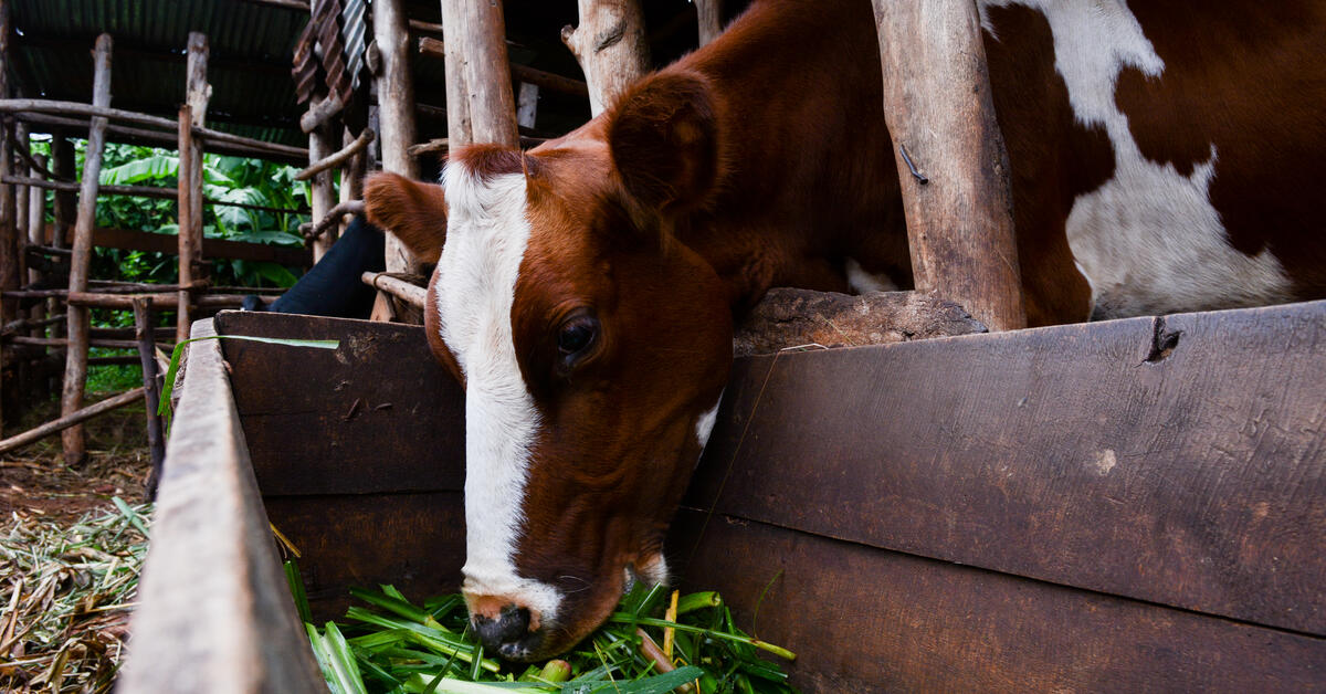 On-farm Feed Advisor shows potential to increase animal productivity ...