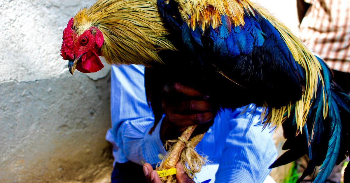 African Chicken Genetic Gains transforms into Tropical Poultry Genetic ...
