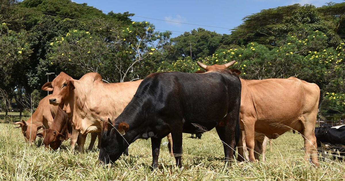 Brachiaria grass, a climate-smart ‘wonder grass’ for livestock farmers