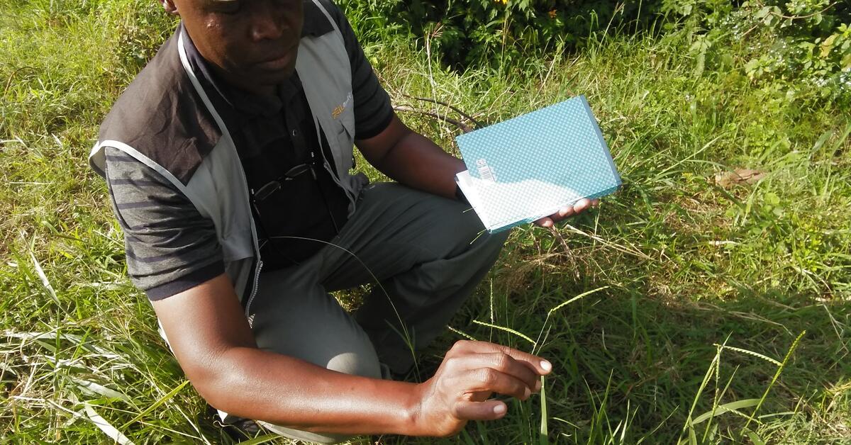 TALIRI–BecA-ILRI Hub partnership promotes Brachiaria forage research in ...