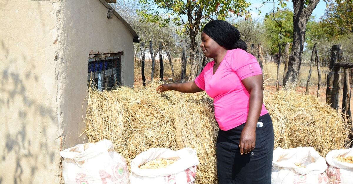 Improved feeds transforming livestock production and livelihoods in ...