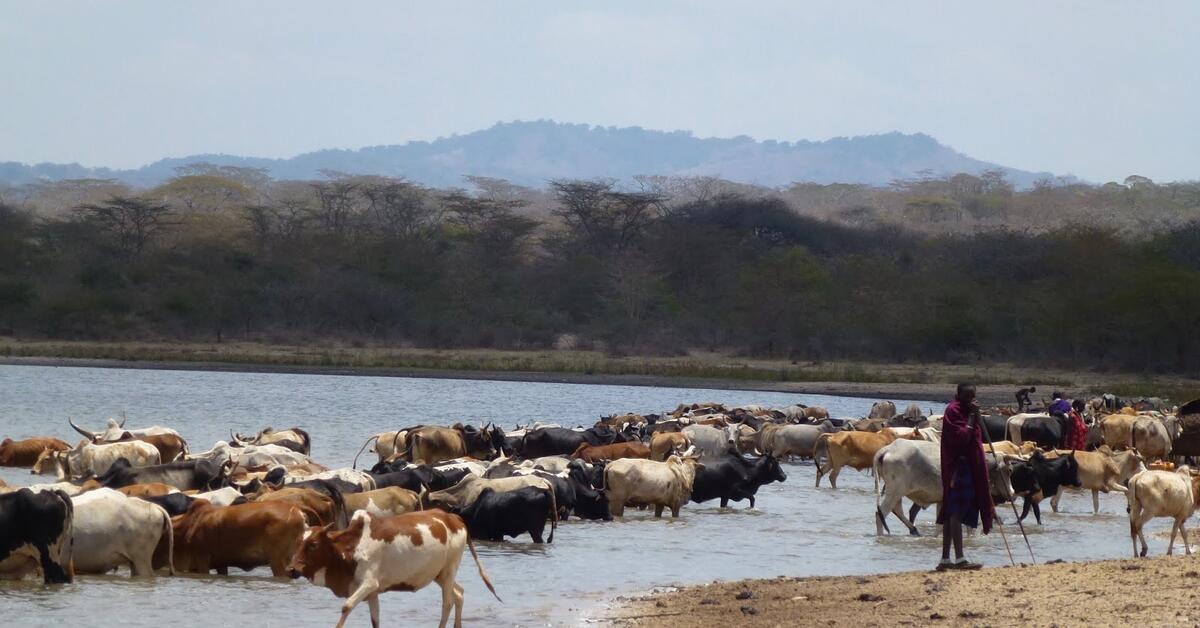 A blind spot in global health surveillance: Africa's nomadic ...