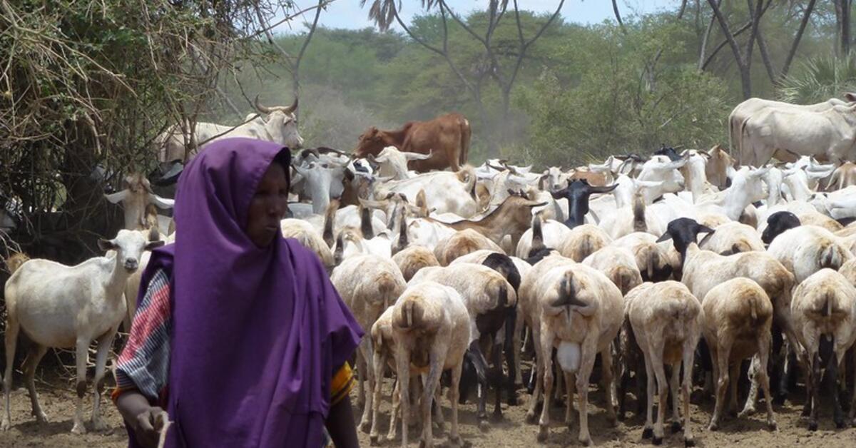 Using the livestock master plan process to boost investment in ...