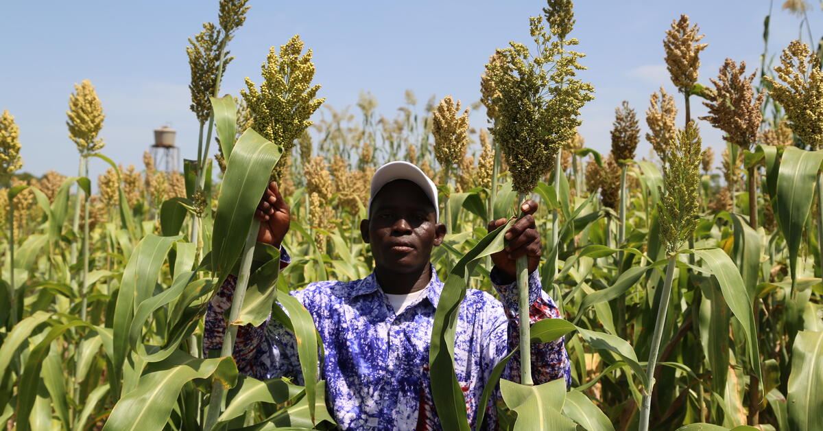 Dual-purpose sorghum varieties improving food and feed security for ...