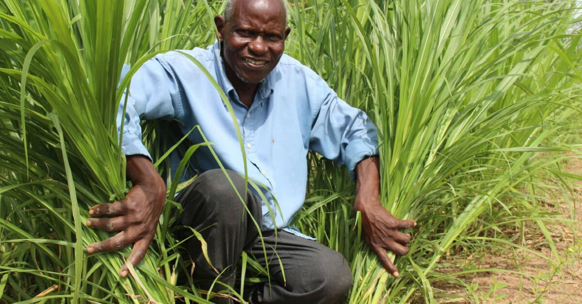 Improving elephant grass: The most widely grown forage in East Africa