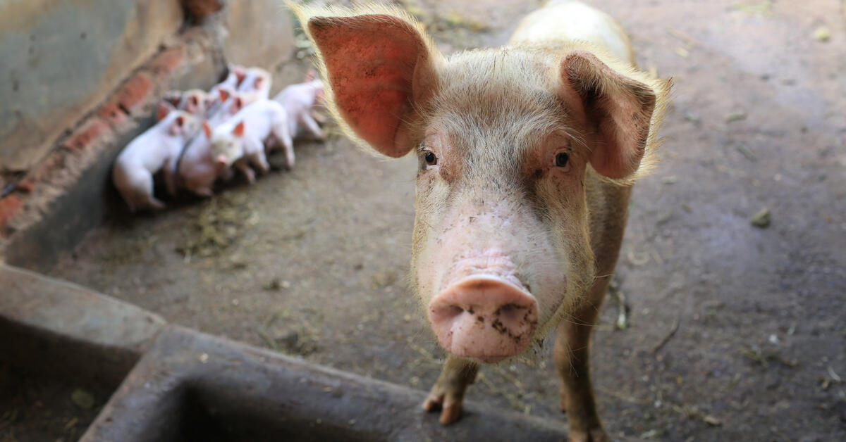 Partnerships to increase pig production in Uganda
