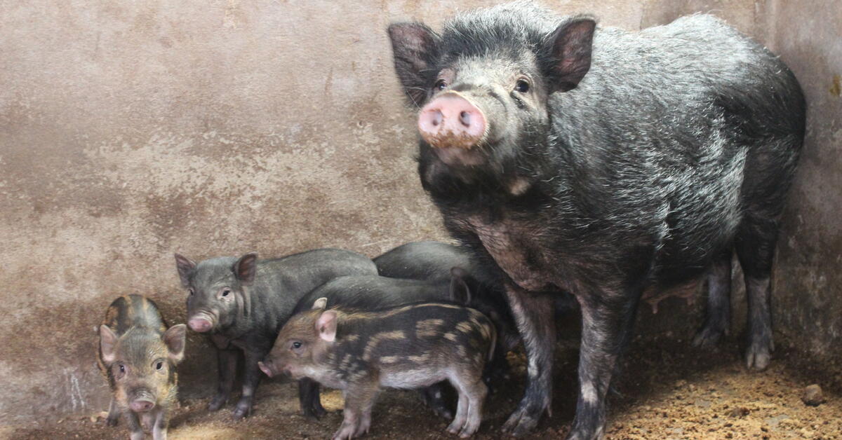 ILRI and German partners conduct hands-on meat inspection training to ...