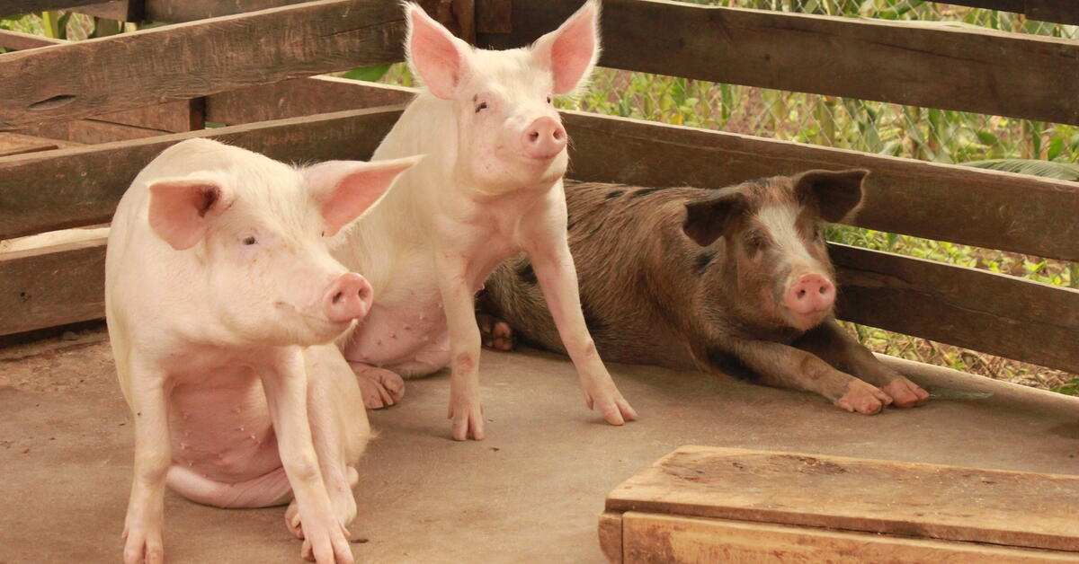 Addressing Uganda’s pig value chain constraints, the PigSmart way