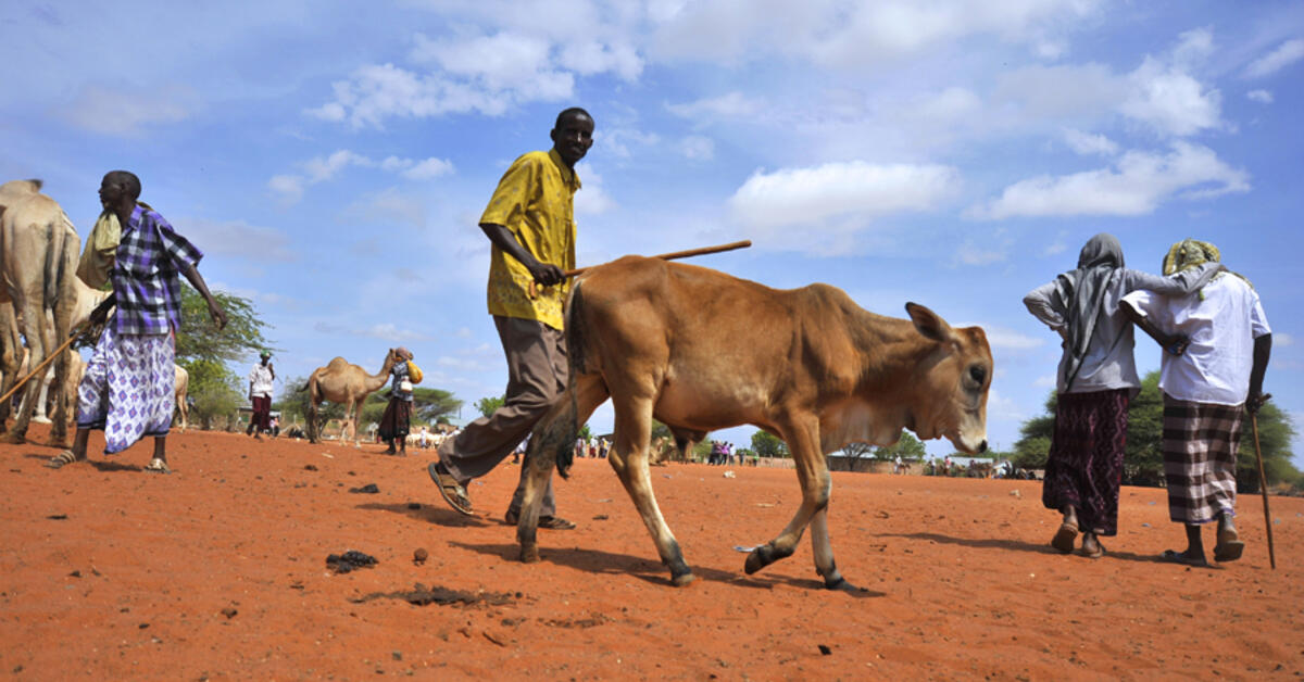 Northern Kenya-southern Ethiopia dryland livestock traders gathered in ...