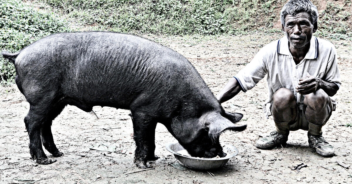 India’s Nagaland State launches AI scheme for pigs following the state ...
