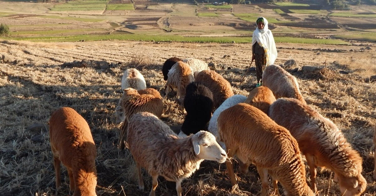 Community-based breeding programs to celebrate successes in Ethiopia