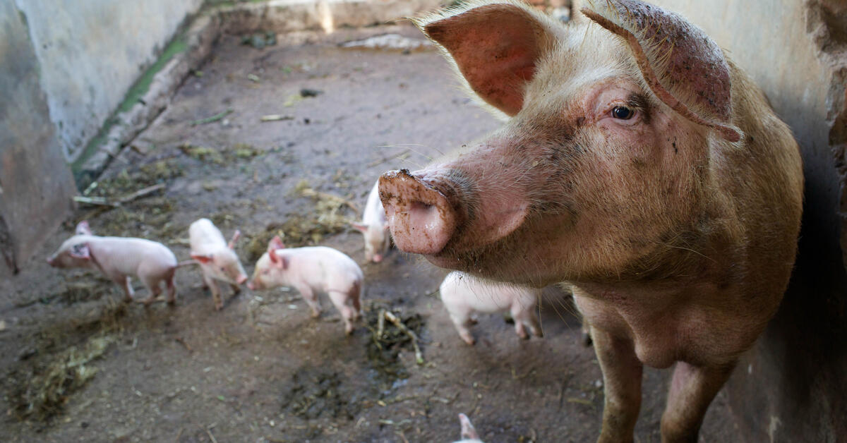 New study identifies contextual factors for the control of pork ...