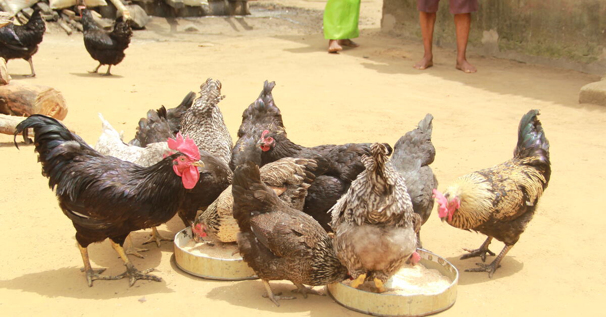 New study sheds light on early intensification of smallholder backyard ...