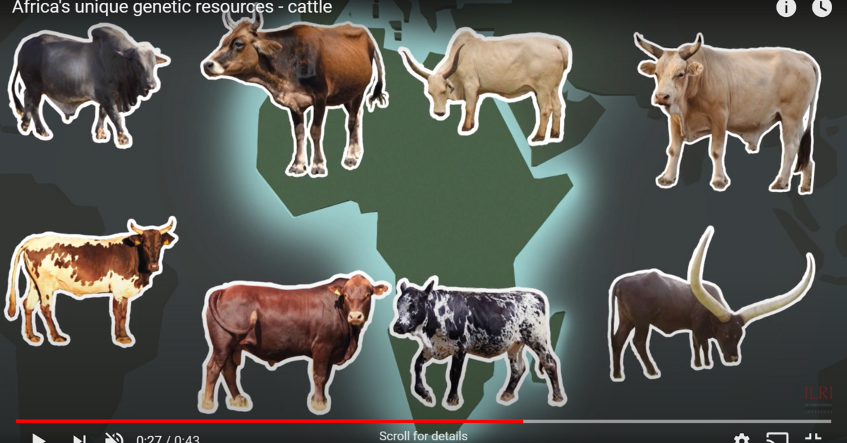 A 1,000-year-old ‘Evolutionary Jolt’ helped African cattle adapt to the ...