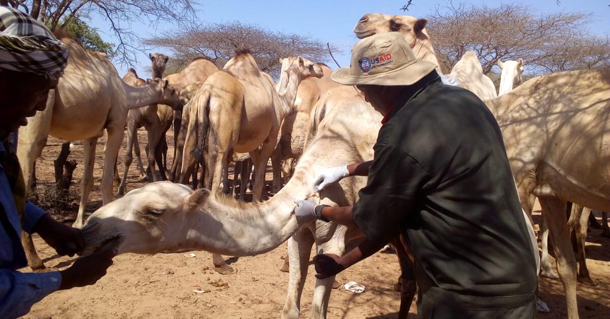 Can the private sector deliver livestock vaccines in Kenya? Yes, they can.