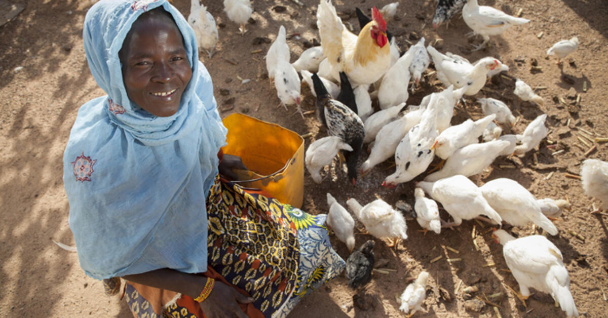 Opportunities offered by smallholder chicken farming in Africa