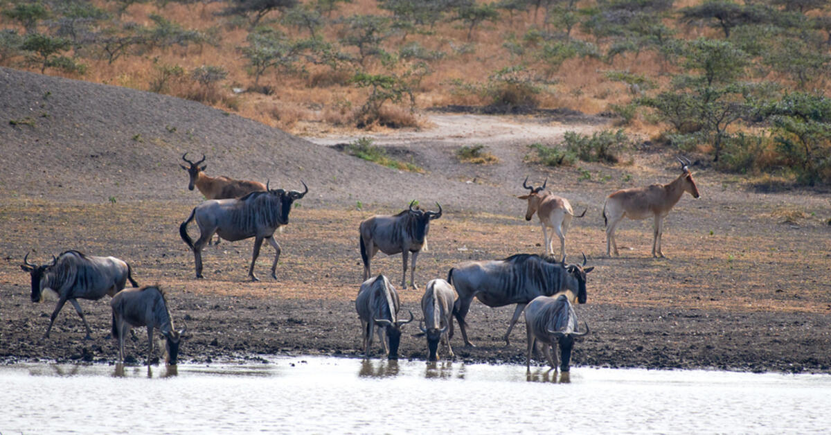 Wildlife-livestock interface research