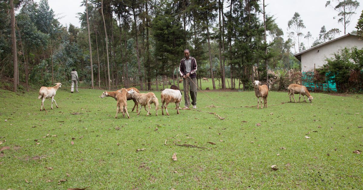 Scaling agroforestry to benefit the welfare of animals and their owners ...