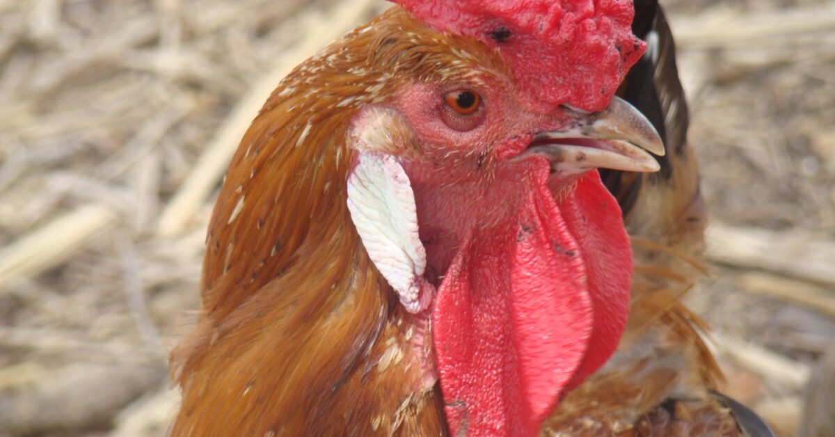 Biobanking of indigenous chicken breeds