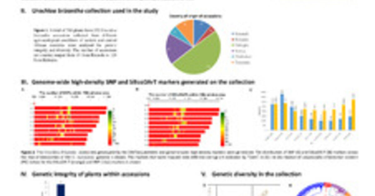 Genetic integrity and diversity in Urochloa brizantha collection ...