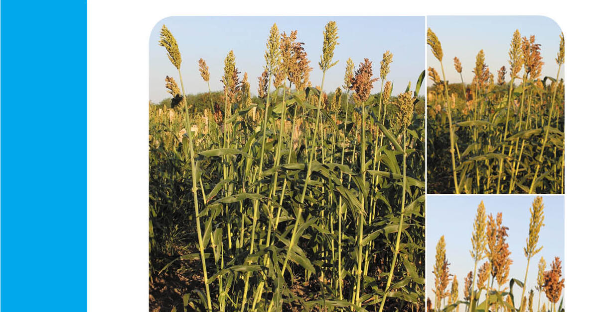 Morphological characterization of buffelgrass with potential for forage ...