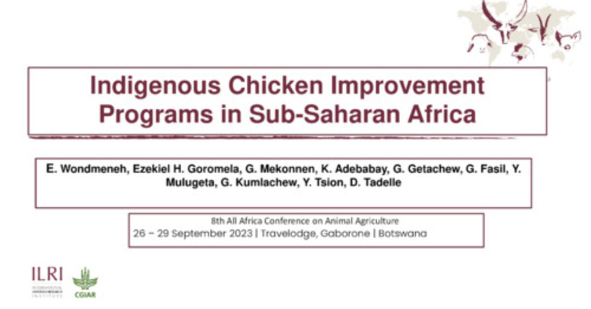 Indigenous chicken improvement programs in sub-Saharan Africa