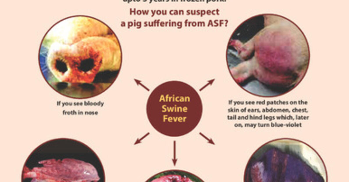 African swine fever: A newly emerged fatal disease of pig – Roles that ...