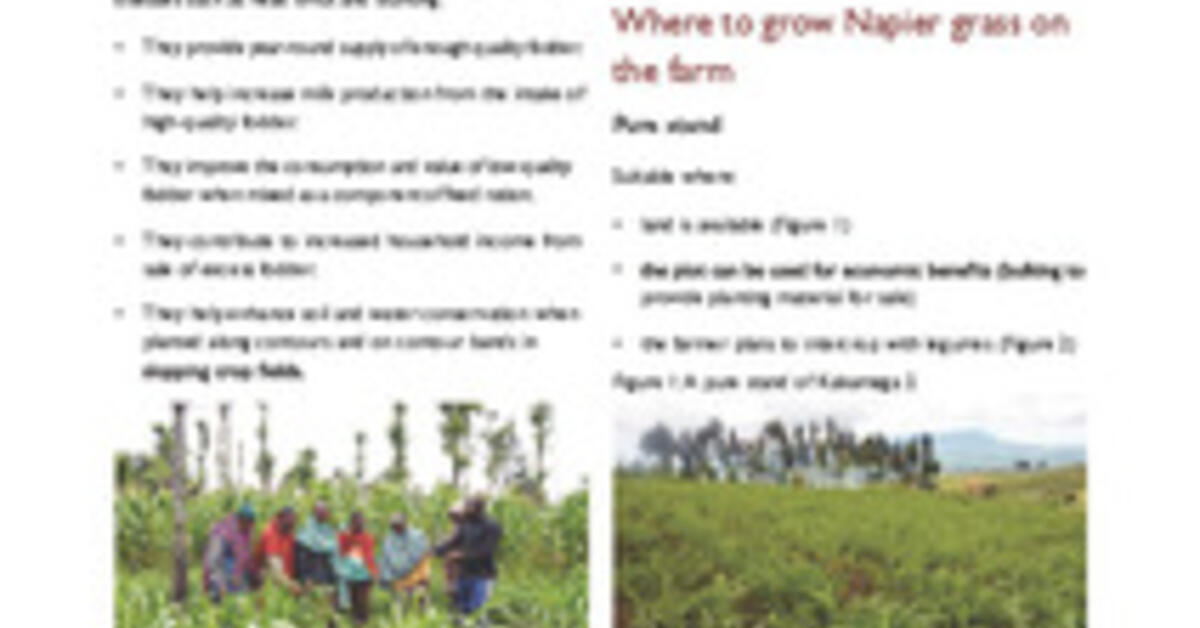 Improved Napier grass varieties for smallholder farmers in East Africa