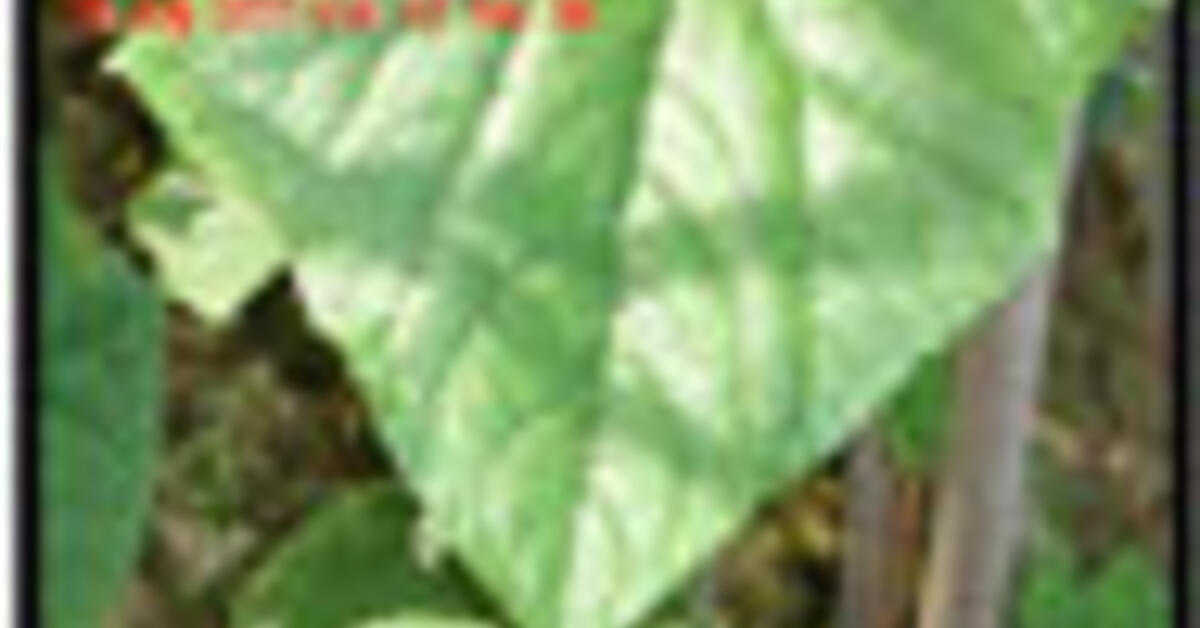 Genetic diversity and gene flow revealed by microsatellite DNA markers ...