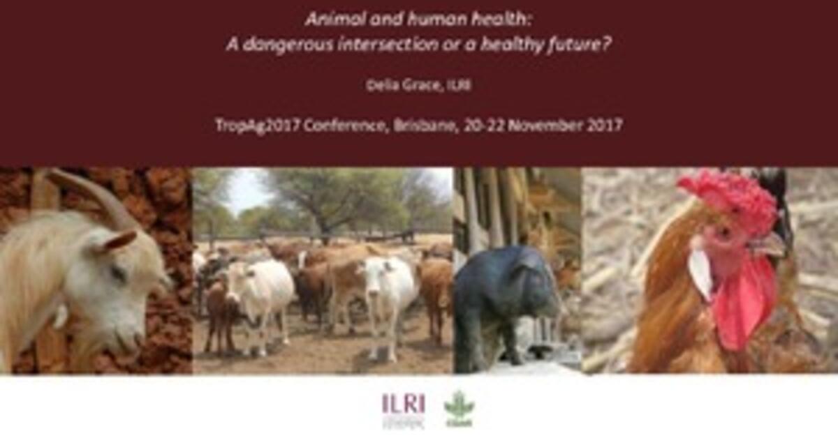 Animal and human health: A dangerous intersection or a healthy future?