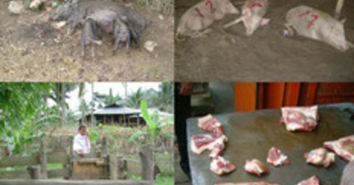 Assam's pig sub-sector: current status, constraints and opportunities