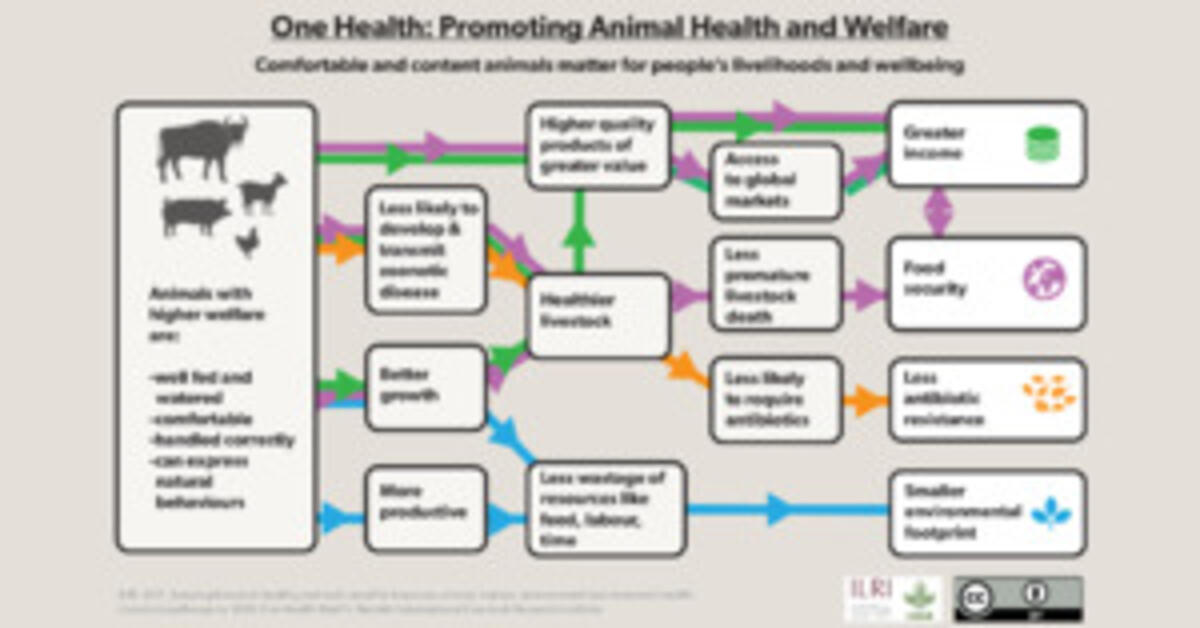 Keeping livestock healthy and well cared for improves animal, human ...