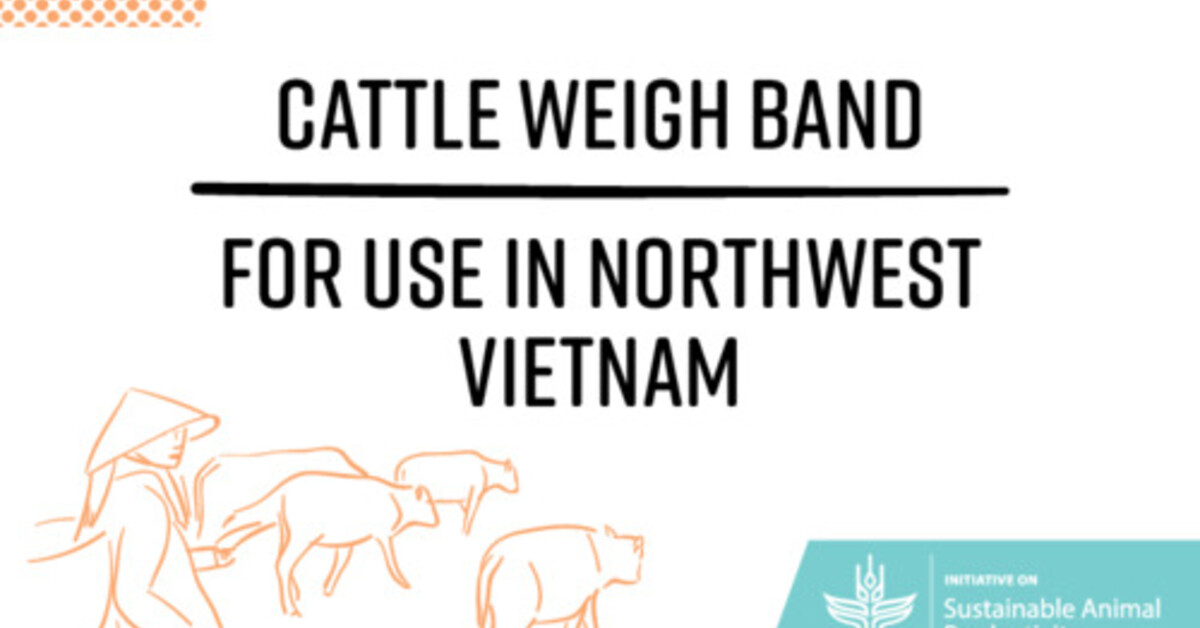 Cattle weigh band for use in Northwest Vietnam