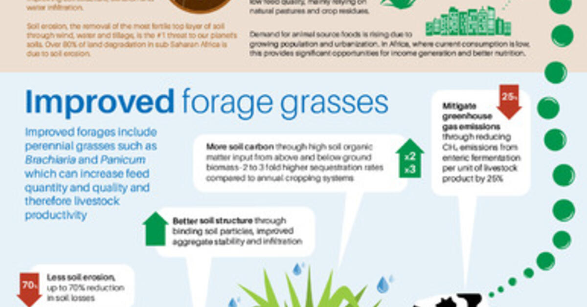 Soil and climate benefits of improved forage grasses