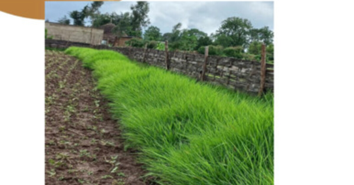 Assessment on the Livestock and Feed Production and Utilization ...