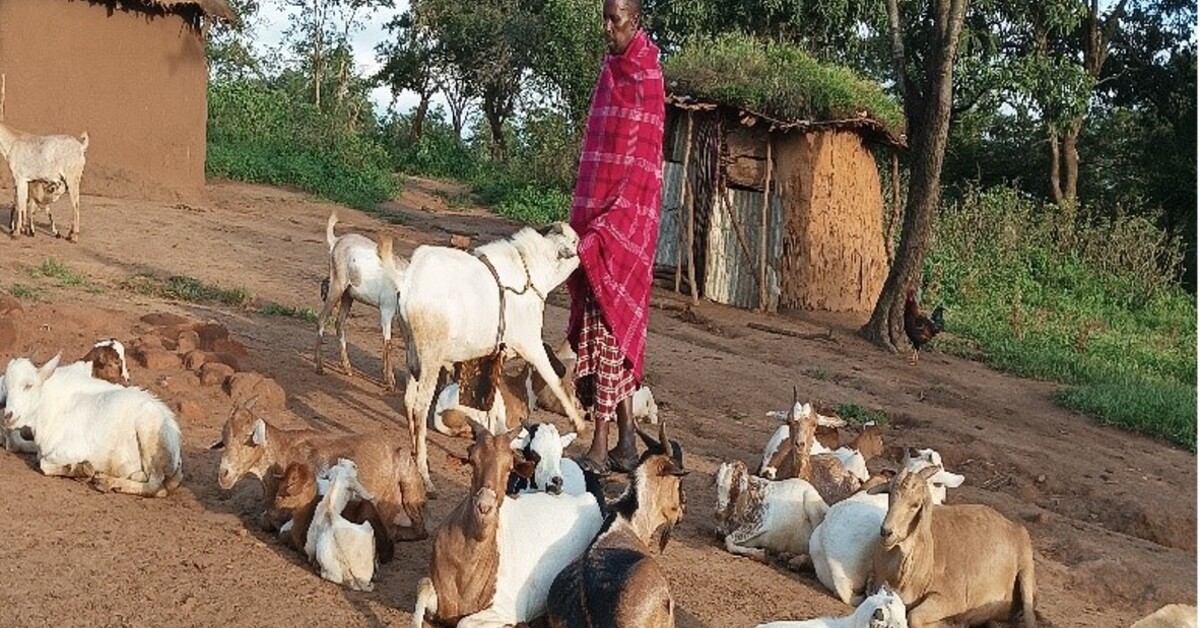 Goats with Aprons? A traditional anti-mating innovation used by Maasai ...