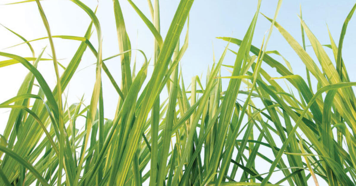 Pasture use and management strategies in the Ankole pastoral system in ...