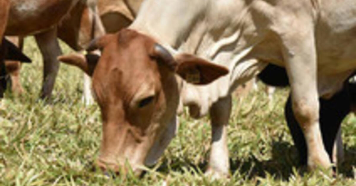 Ilri 2021 Financial Statements