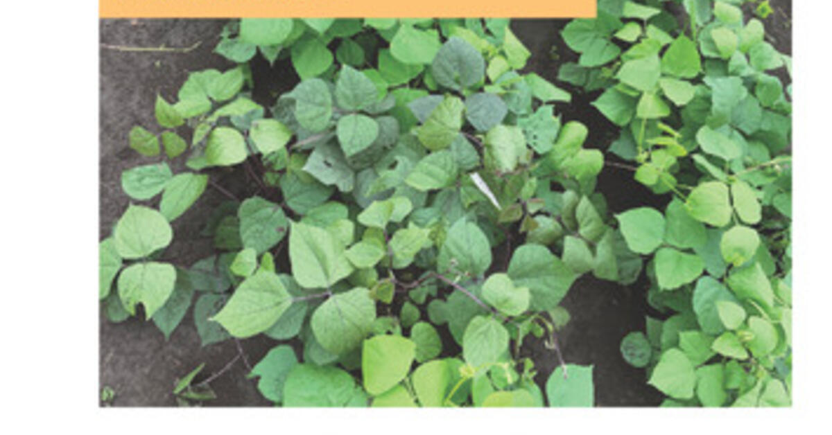 Lablab (Lablab purpureus L.) for human food and livestock feed