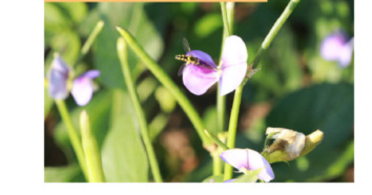 Cowpea (Vigna unguiculata) for livestock feed