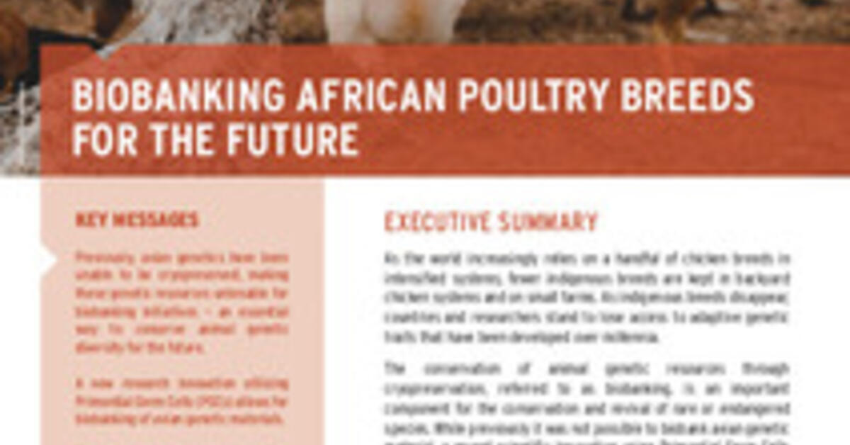 Biobanking African poultry breeds for the future