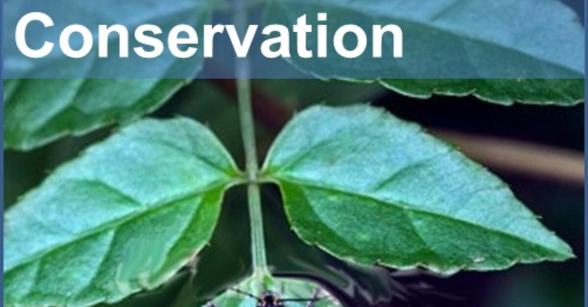 On-farm description and status of Nuer (Abigar) cattle breed in ...