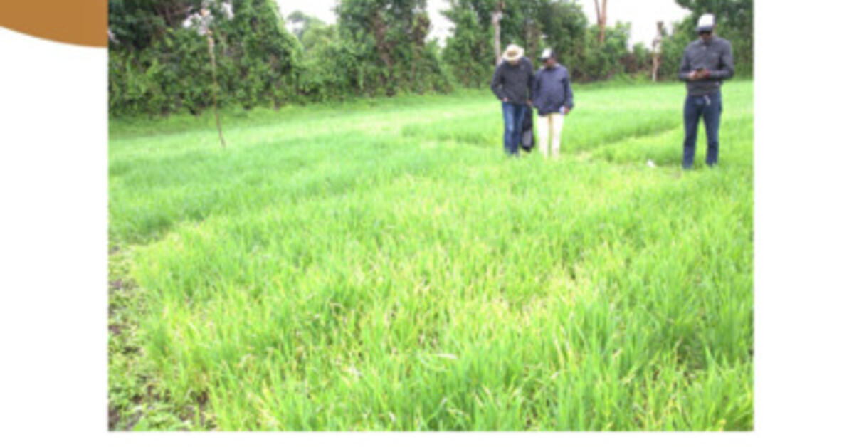Introduction and Co-Evaluation of ILRI Gene Bank Forage Resources at ...