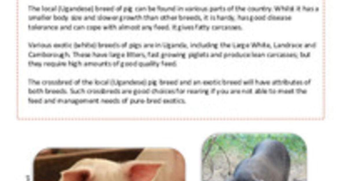 Pig breeding information for Ugandan pig keepers