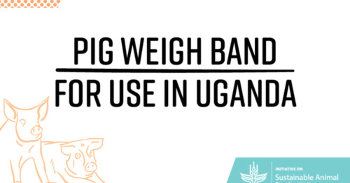 Pig weigh band for use in Uganda