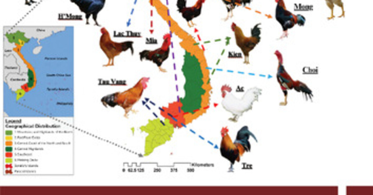 Monograph on indigenous chicken breeds/ecotypes in Vietnam
