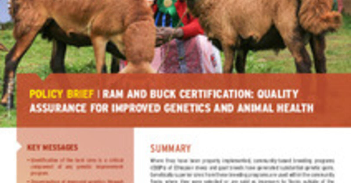 Ram Certification: Quality assurance for improved genetics and animal ...