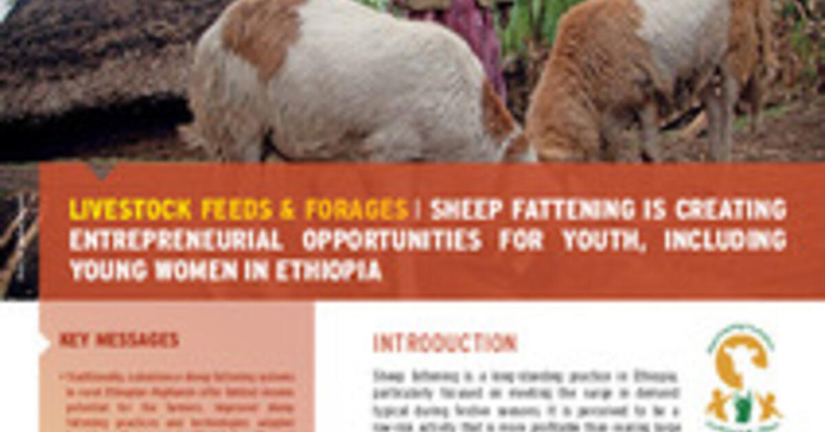 Sheep fattening is creating entrepreneurial opportunities for youth ...